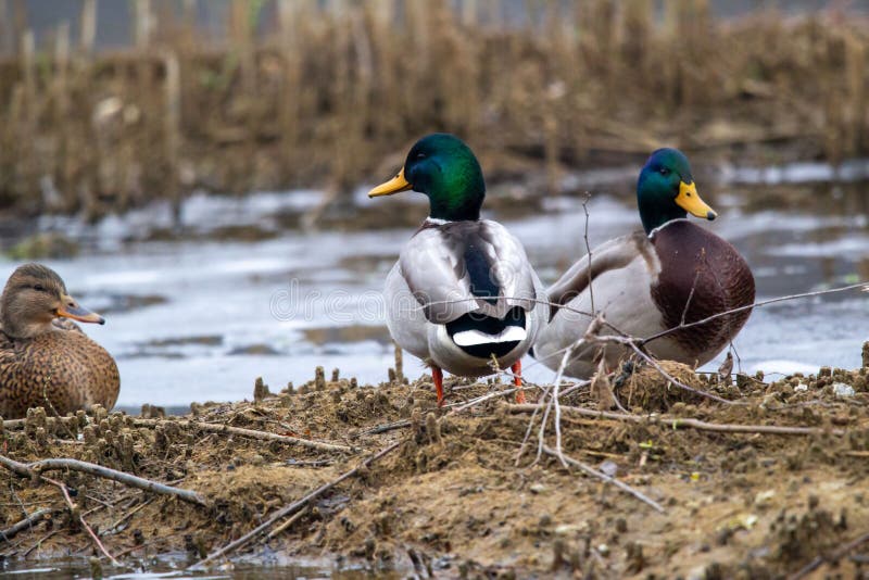 Cute Mallards Standing Near the River Stock Photo - Image of grass, nature: 263425196