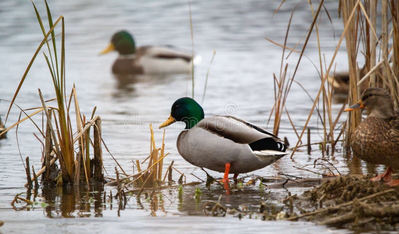 Cute Mallards Standing Near the River Stock Image - Image of outdoors ...