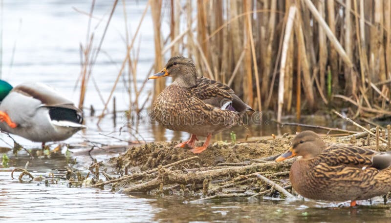 Cute Mallards Standing Near the River Stock Photo - Image of mallards ...