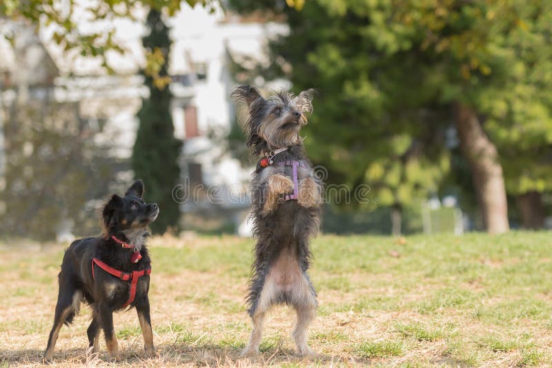 Two Cute Mini Dogs Play at a Park. Stock Photo - Image of playful, jump ...