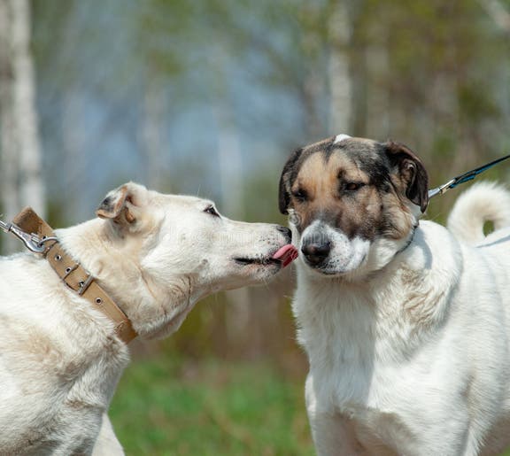 Two Cute Mongrel Dogs on a Walk Stock Photo - Image of portrait, canine ...