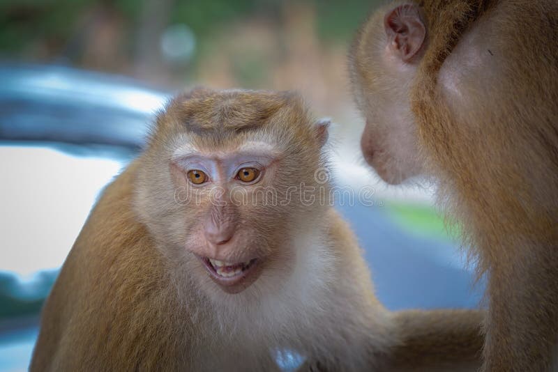 Two Cute Monkeys Communicate with Each Other in the Forest Stock Image ...