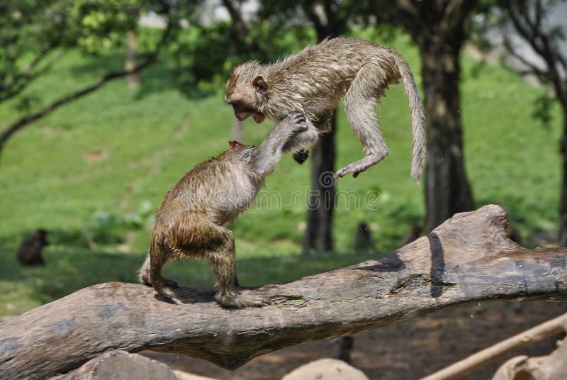 Two Cute Monkeys Jumping and Playing Stock Photo - Image of clouds ...