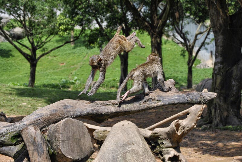 Two Cute Monkeys Jumping and Playing Stock Photo - Image of trees ...
