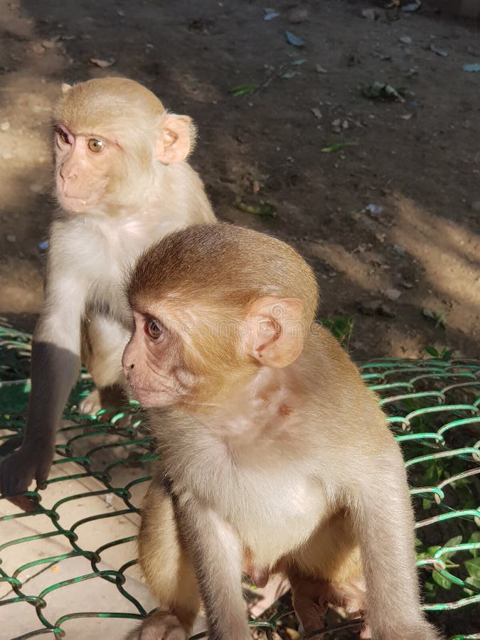 Two cute monkeys kid stock photo. Image of gorilla, primate - 209305752
