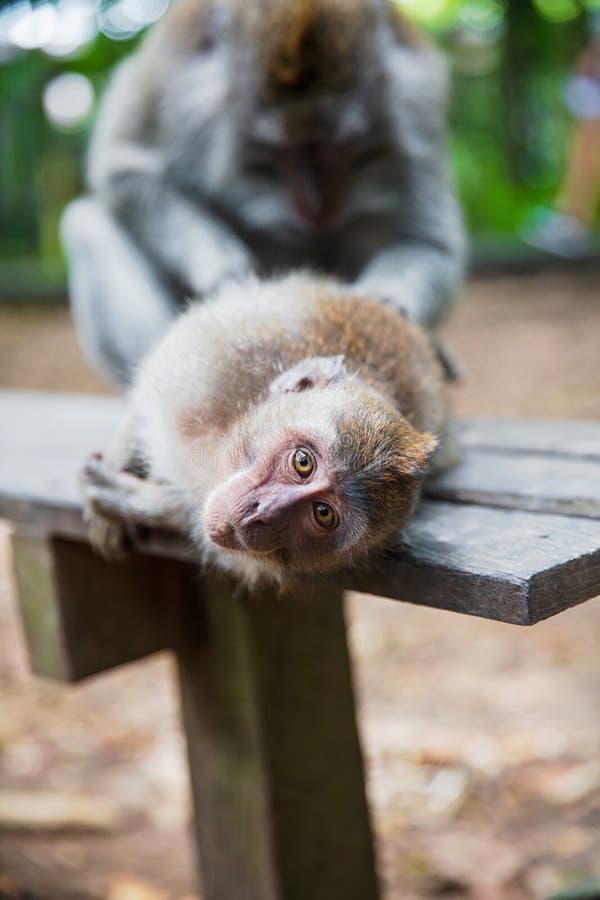 Two Cute Monkeys are Sitting on a Wooden Bench Stock Photo - Image of ...