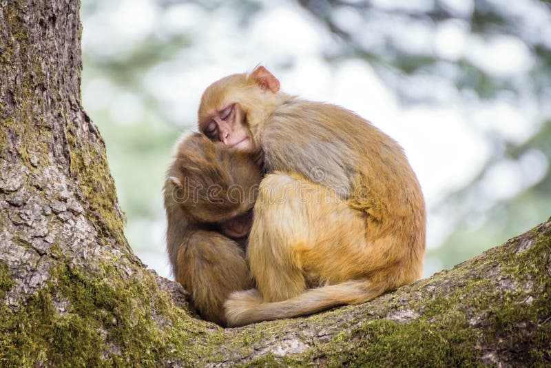 2 Monkeys Hugging Stock Photos - Download 222 Royalty Free Photos