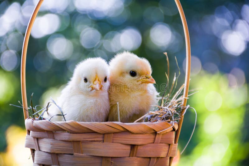 Two Cute Newborn Chickens are Sitting in a Wicker Basket with Hay Stock ...