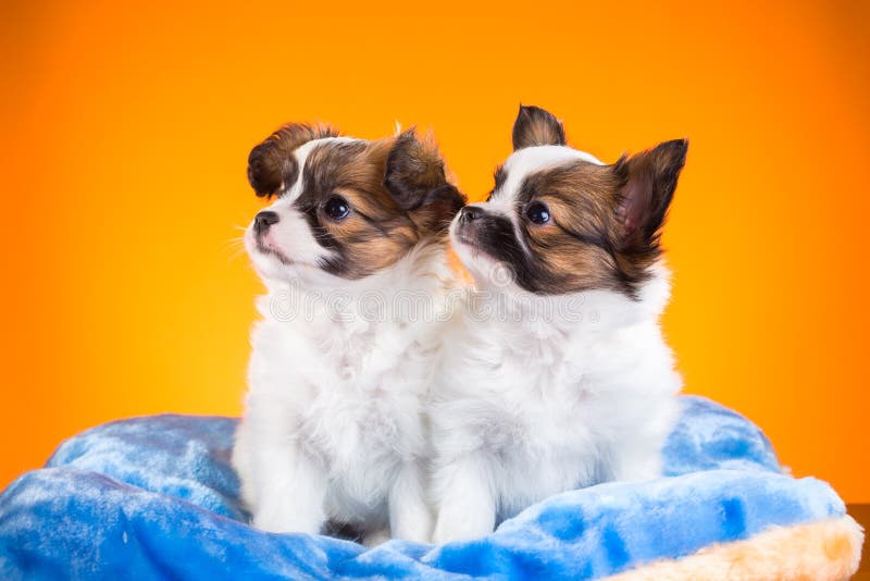 Two Cute Papillon Puppies on a Orange Background Stock Image - Image of ...