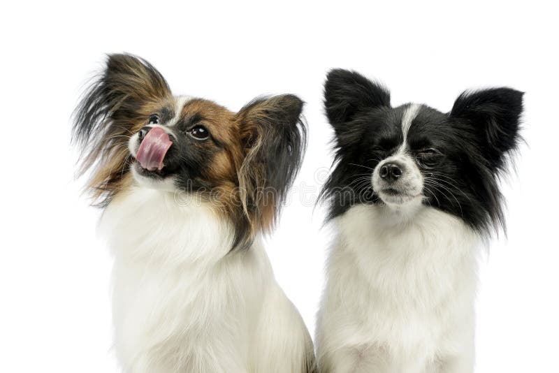 Two Cute Papillons Portrait in a White Photo Studio Stock Photo - Image ...