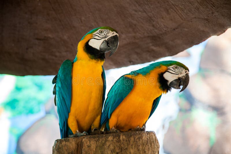 Two Cute Parrot Ara on Tree Stock Image - Image of bird, orange: 68495509