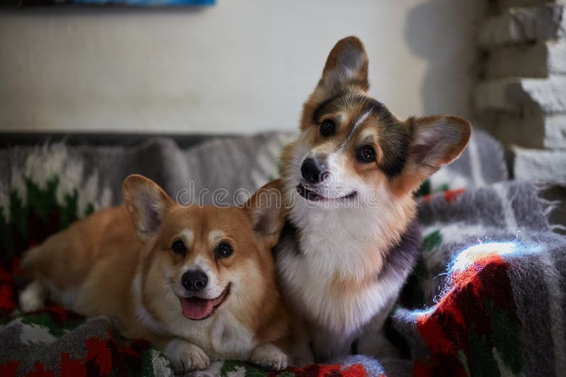 Two Cute Pembroke Welsh Corgis Sitting on a Couch in a Cafe and Looking ...