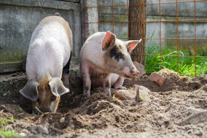 Cute Piglets In The Pig Farm Stock Photo - Image of meat, ears: 95637694