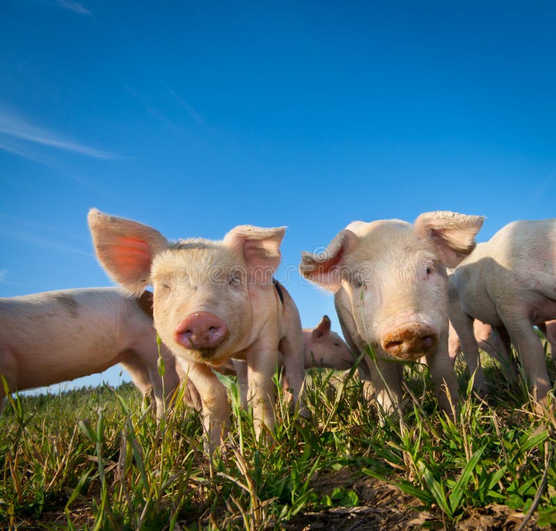 Two cute pigs stock image. Image of farm, green, caked - 20196135
