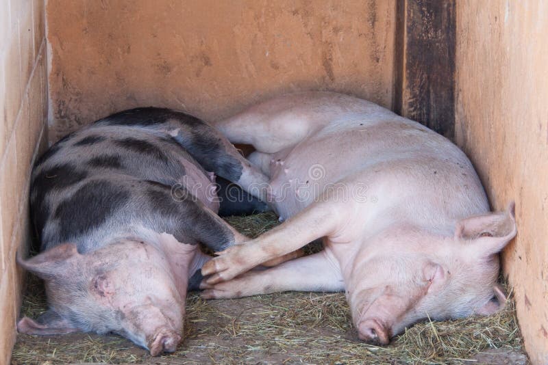 Two cute pigs resting stock photo. Image of pink, portrait - 29429800