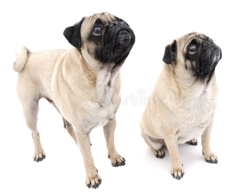 Two Cute Pugs stock photo. Image of pugs, sitting, animals - 12436538