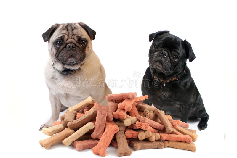 Two Cute Pugs Behind Dog Treats Stock Image - Image of white, bred ...