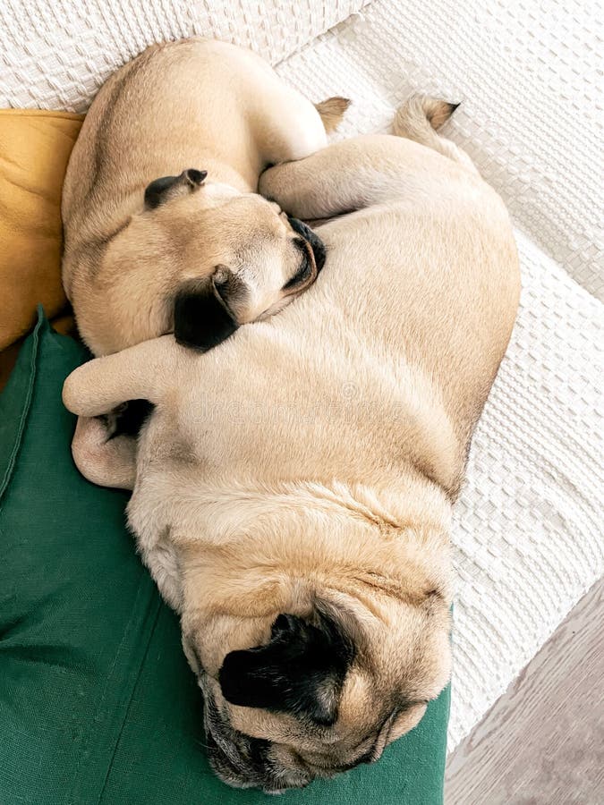 Two Cute Pugs Lying Together on the Sofa Stock Image - Image of pillows ...