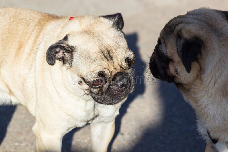 Two pugs together stock photo. Image of indoors, wrinkles - 18786792