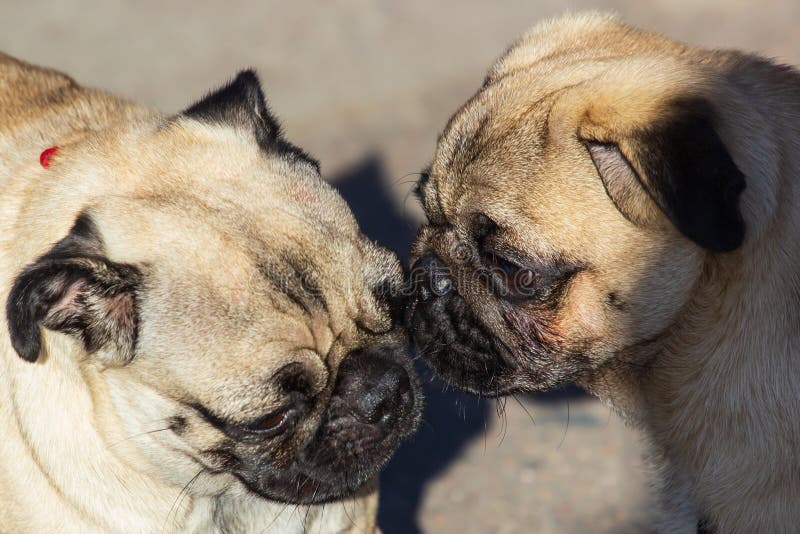 Two Cute Pugs Playing Together in Garden Stock Photo - Image of young ...