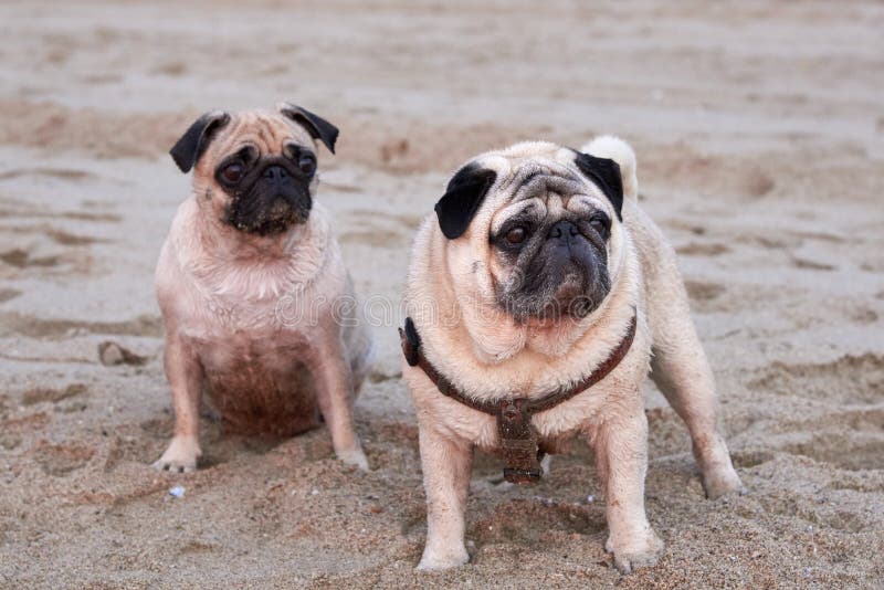 Cute Pug Walks on a Sandy Beach by the Sea at Sunrise Stock Image ...