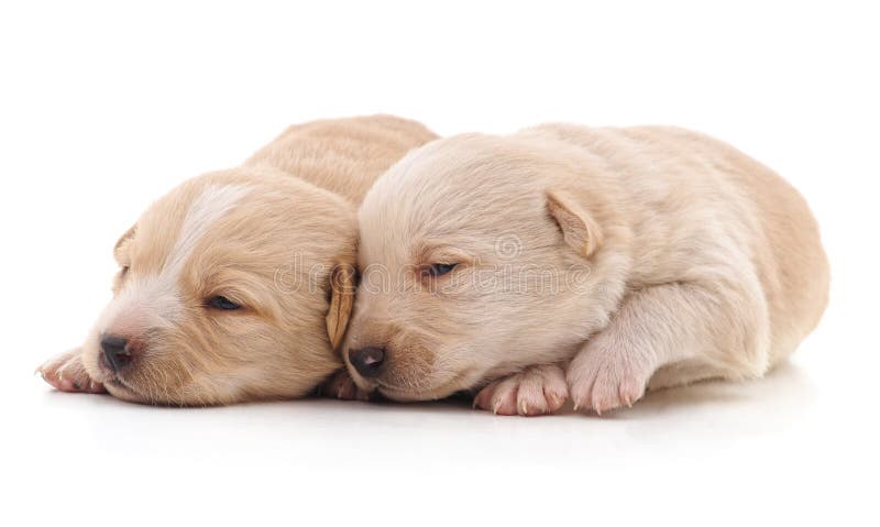 Two cute puppies. stock photo. Image of breath, couple - 122413916