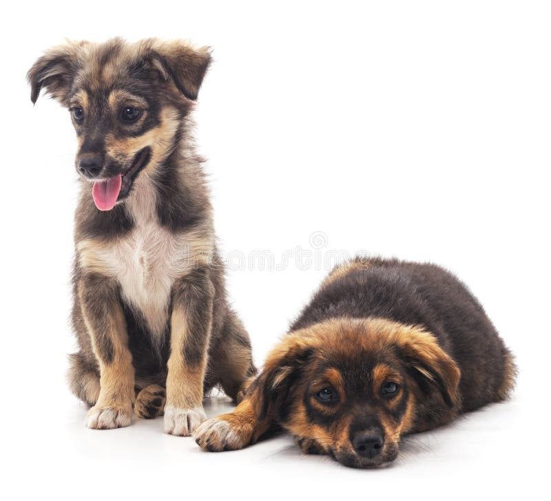 Two cute puppies. stock photo. Image of breath, couple - 122413916
