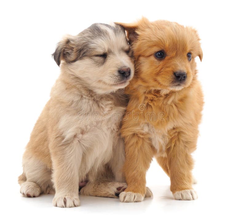 Two cute puppies. stock photo. Image of breath, couple - 122413916