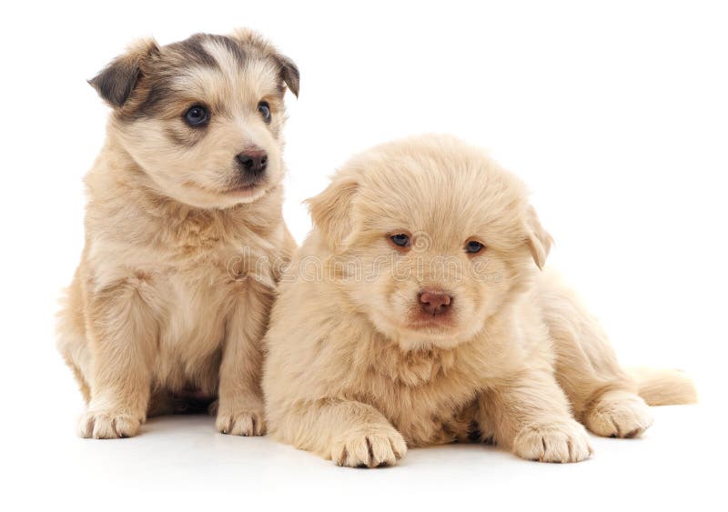 Two cute puppies stock image. Image of animals, background - 142447343