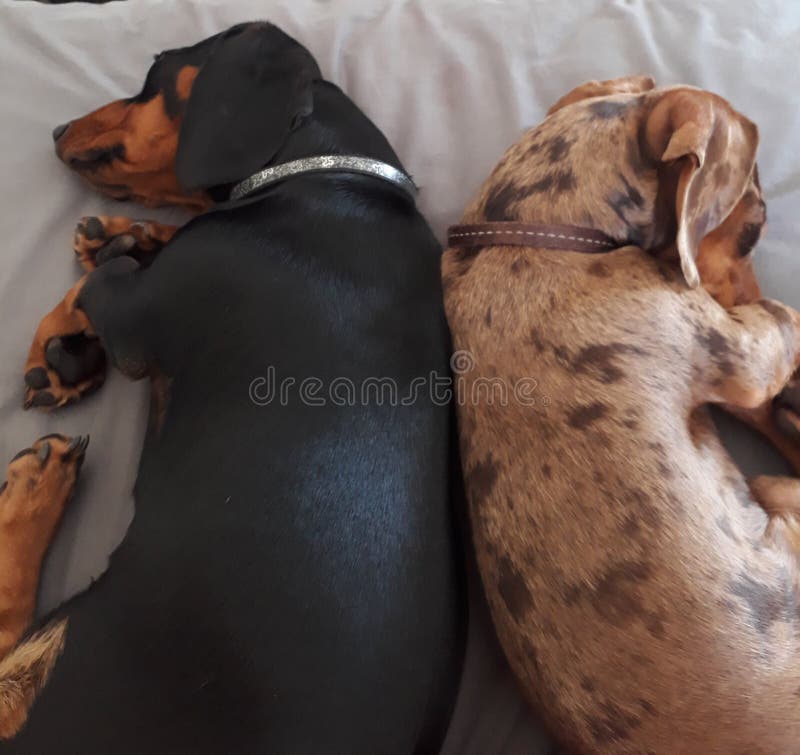 Two Cute Puppies Sleeping Back To Back. Stock Image - Image of dogs ...