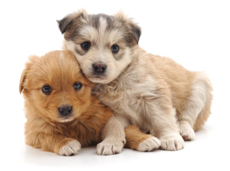 Two cute puppies. stock photo. Image of friendship, animals - 125166082