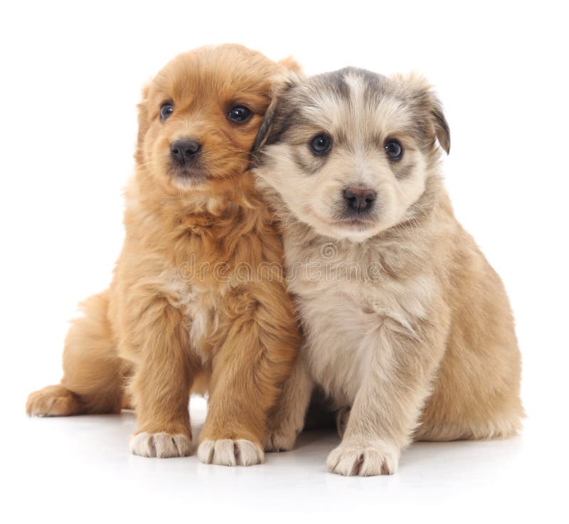 Two cute puppies. stock photo. Image of mammal, playful - 126550600