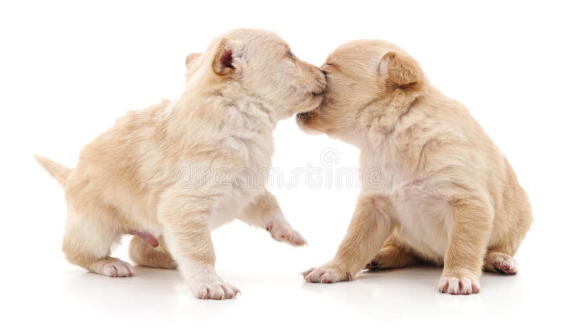 Two cute puppies. stock photo. Image of breath, couple - 122413916