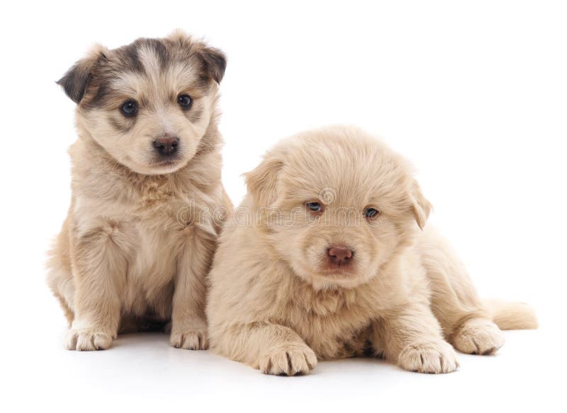Two cute puppies. stock photo. Image of small, baby - 109110272