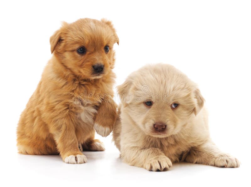 Two cute puppies. stock photo. Image of breath, couple - 122413916