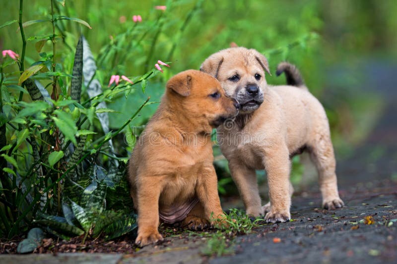 Two Cute Puppies stock image. Image of wildlife, blood - 273393375