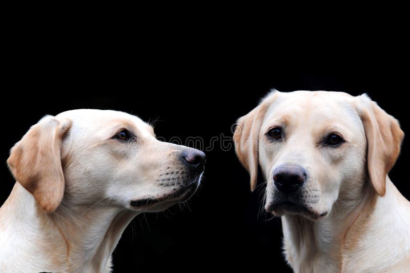 Two cute pups stock image. Image of labrador, yellow, look - 7285935