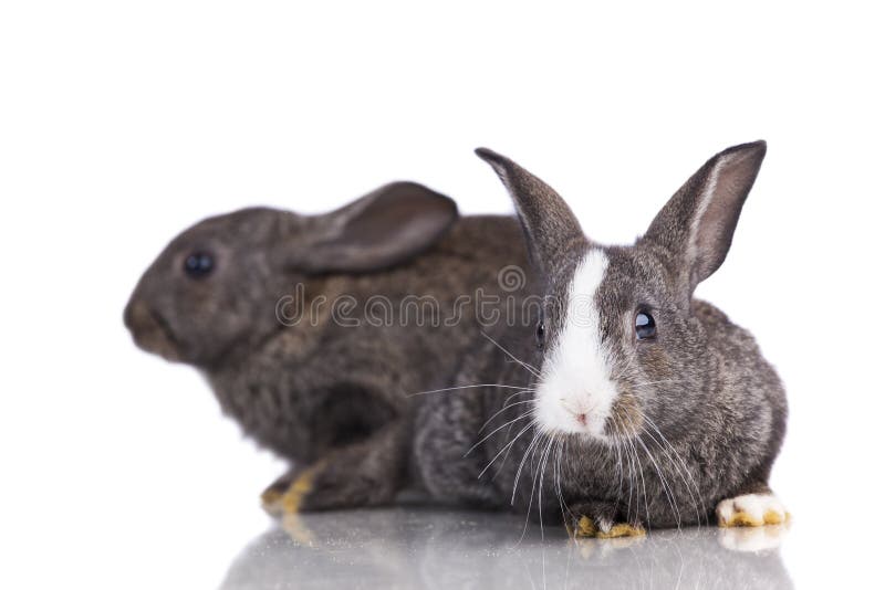 Two cute rabbit stock image. Image of white, rodent, friendly - 34173413