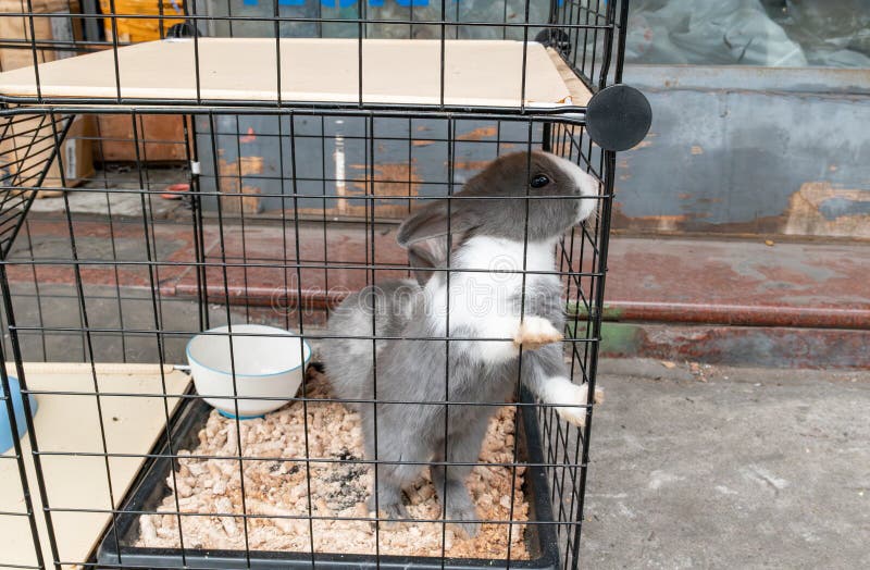 Two cute rabbits in cage stock image. Image of brown - 301771957