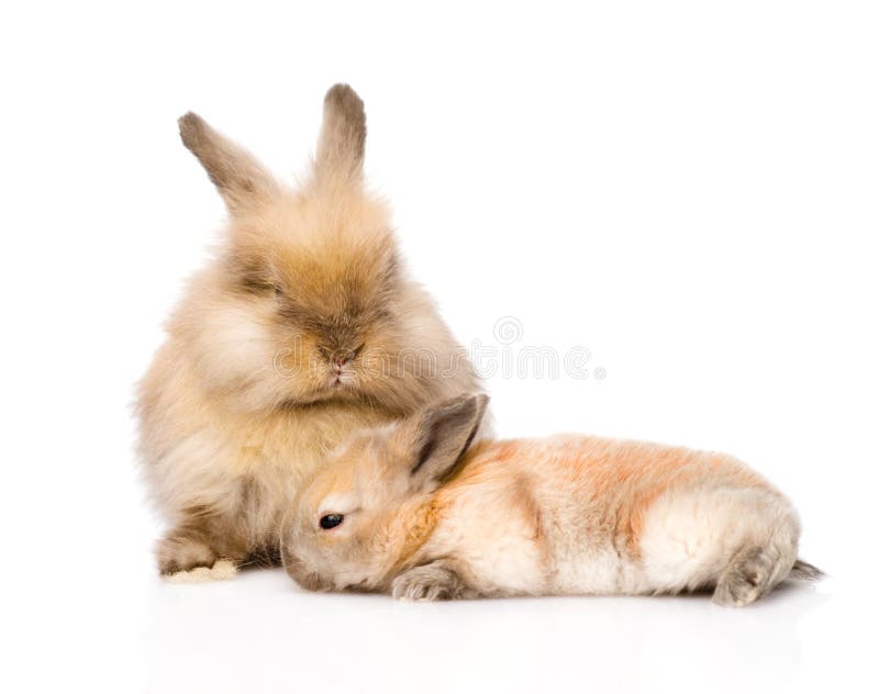 Cute Two Rabbits Animals Cartoons in Black and White Stock Photo ...