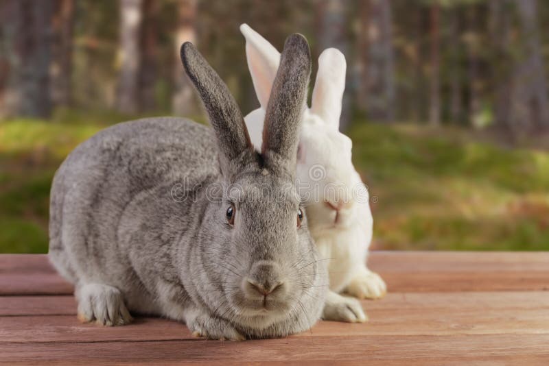 Two cute rabbits outdoor stock image. Image of couple - 38558251