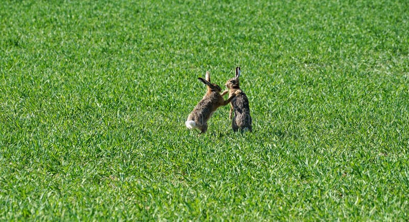 Cute Rabbits Playing in the Garden on the Grass Stock Image - Image of ...