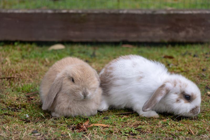 Two Cute Rabbits stock photo. Image of family, green - 135400938