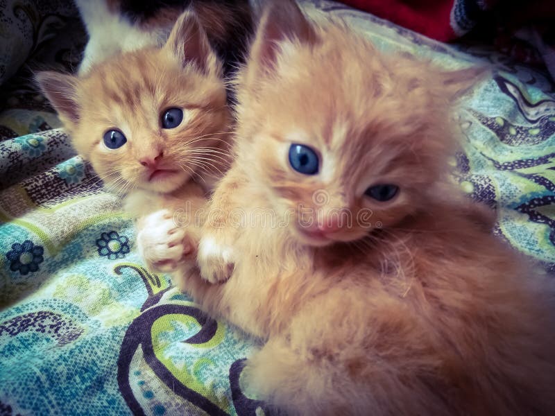 Two Cute Red-haired Kittens Playing. Stock Image - Image of gingercat ...