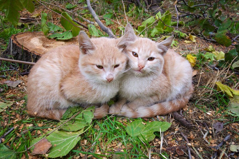 Two Cute Red Kittens on Grass Stock Photo - Image of hair, outdoor ...