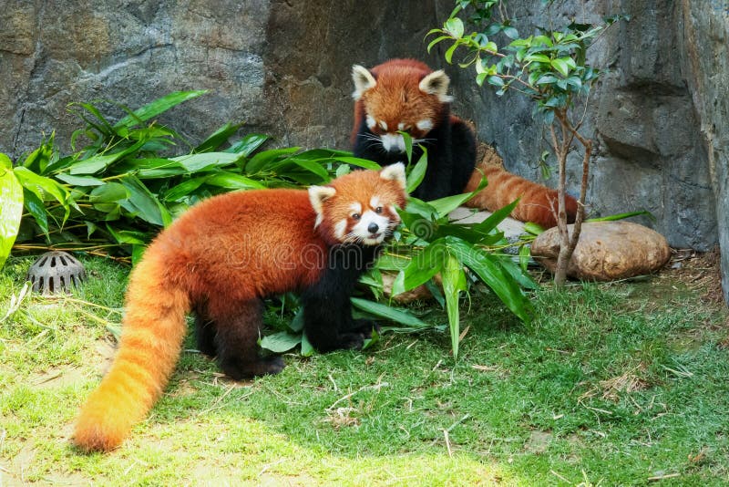 Two Cute Red Pandas Eating Bamboo Stock Photo - Image of firefox, funny ...