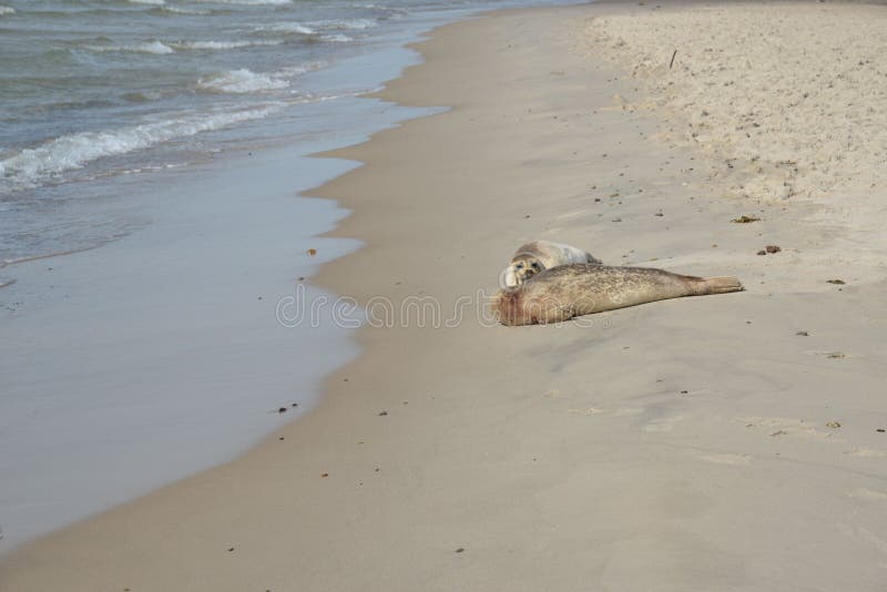 Cute Seals at the Sandy Shore Stock Image - Image of shore, seals ...