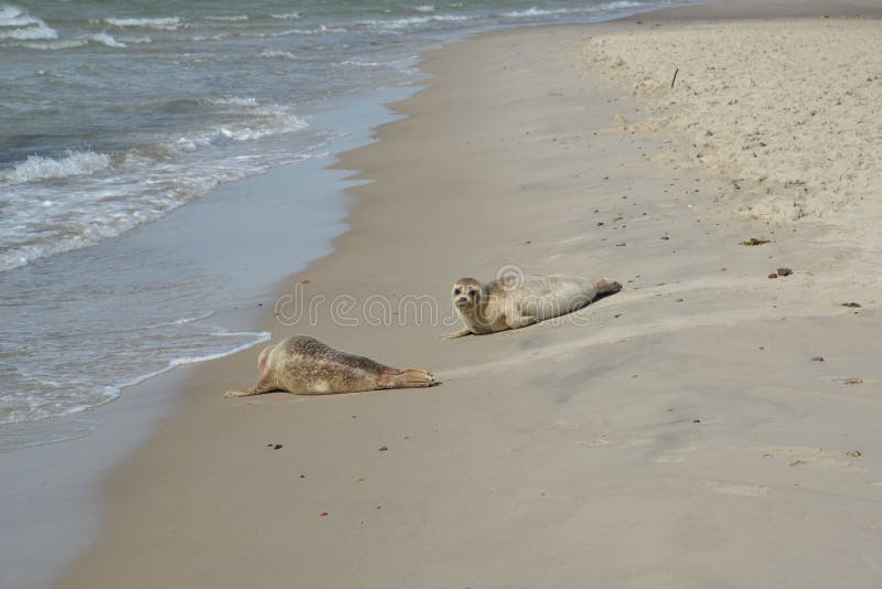 Cute Seals at the Sandy Shore Stock Photo - Image of shore, mammal ...