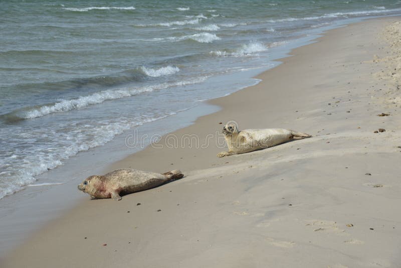 Cute Seals at the Sandy Shore Stock Image - Image of nature, tropical ...