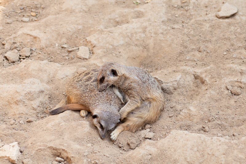 Two Cute Sleeping Meerkats in the Zoo Stock Image - Image of sleep ...